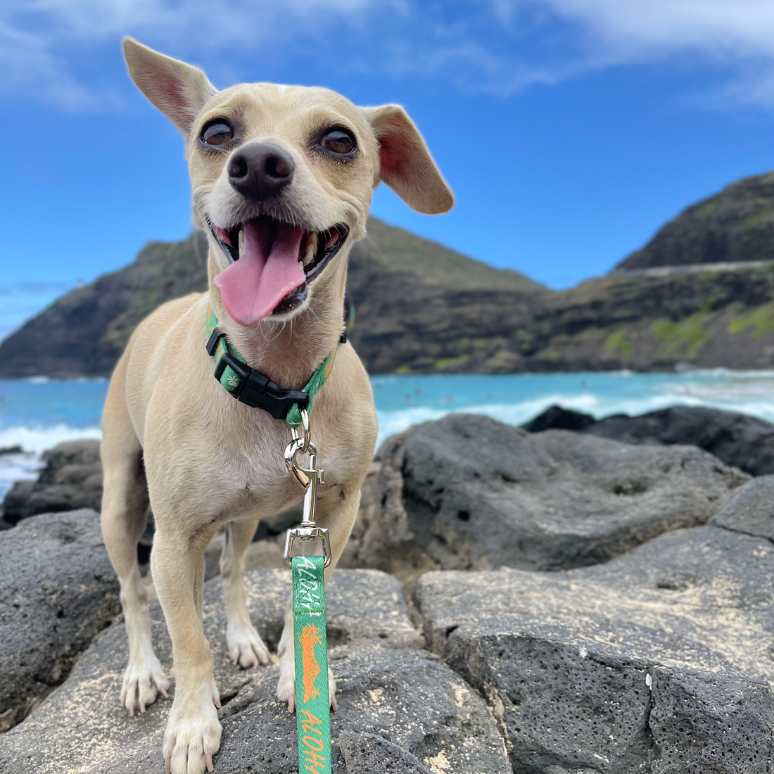 Everyday Aloha – everydayaloha